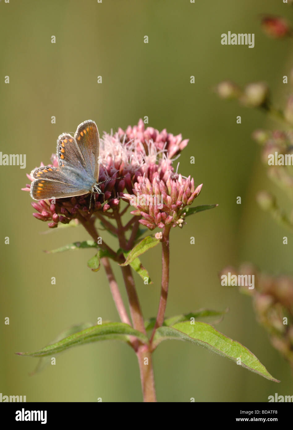 Female common blue butterfly hi-res stock photography and images - Alamy