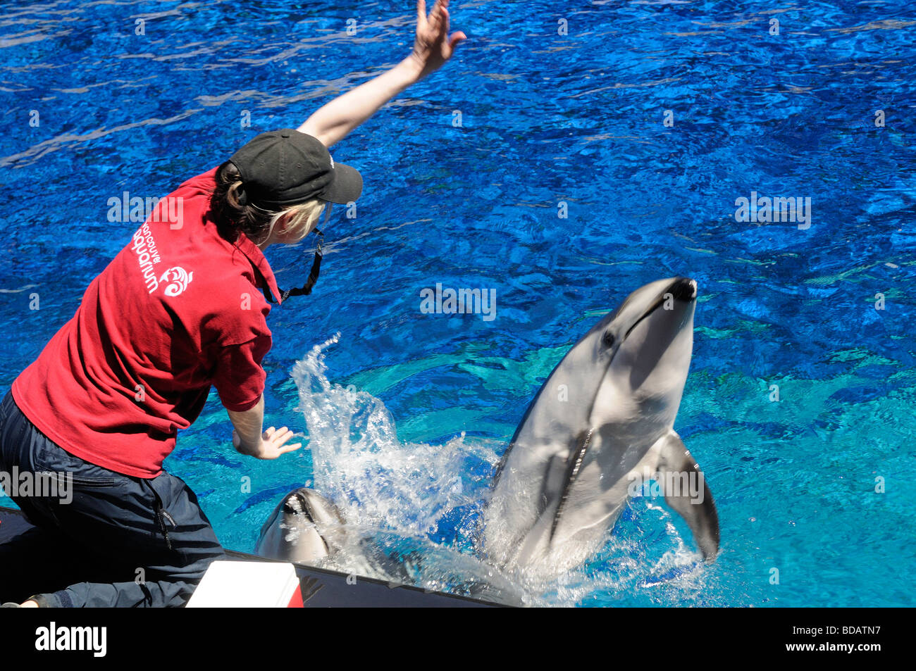 Stunning dolphin display at the Vancouver Aquarium in Stanley Park ...