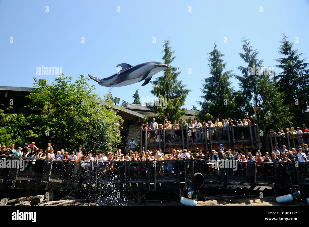Stunning dolphin display at the Vancouver Aquarium in Stanley Park ...