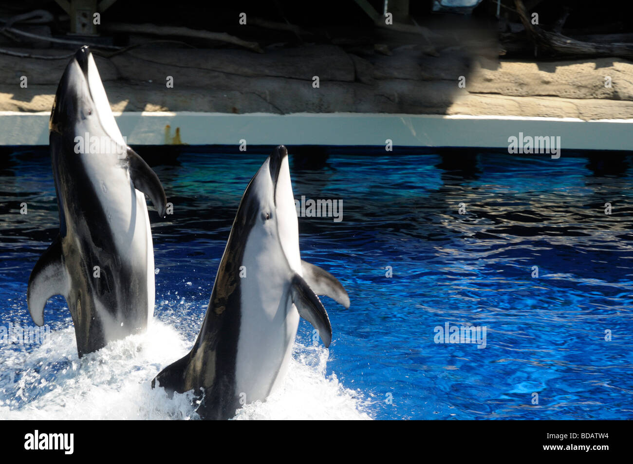 Stunning dolphin display at the Vancouver Aquarium in Stanley Park ...