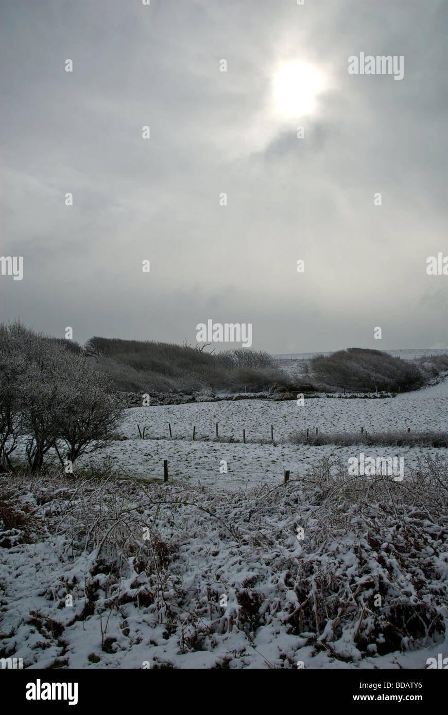 New Forest Snow Hampshire UK Stock Photo - Alamy