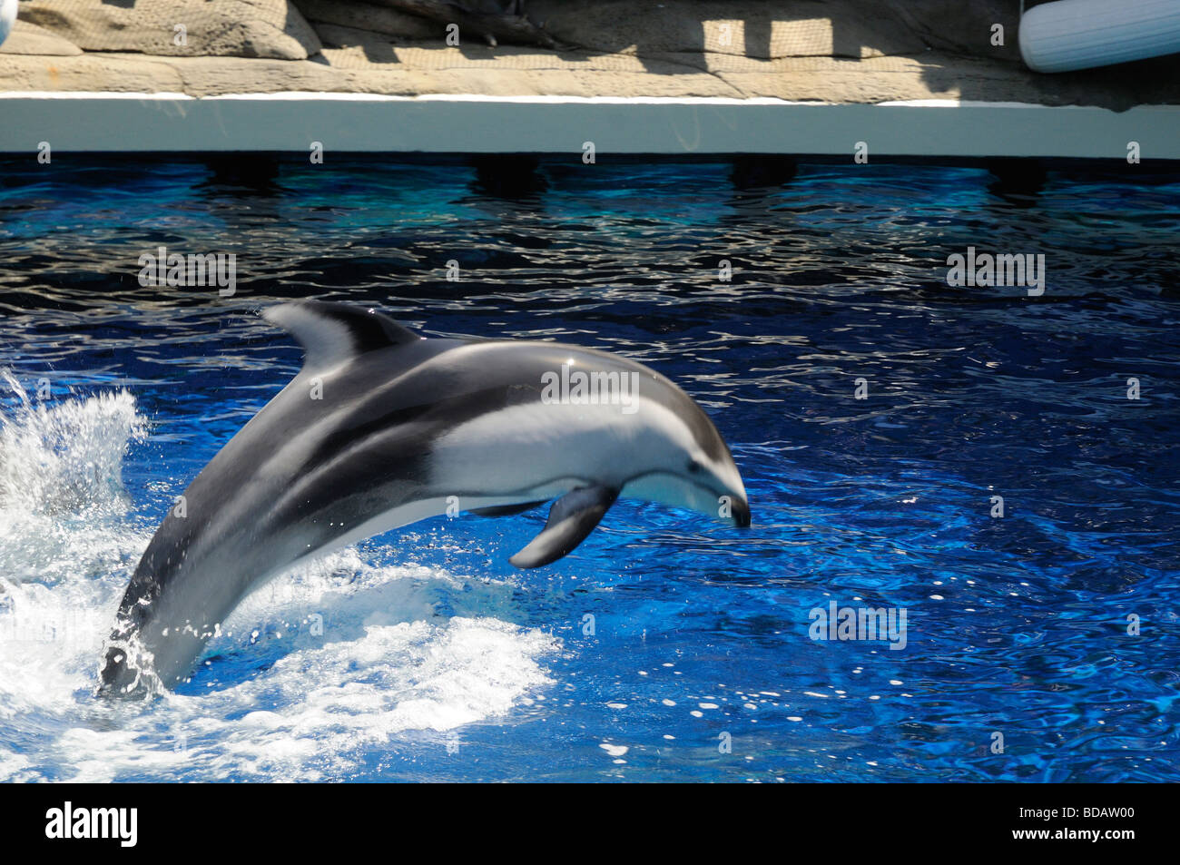 Stunning dolphin display at the Vancouver Aquarium in Stanley Park ...