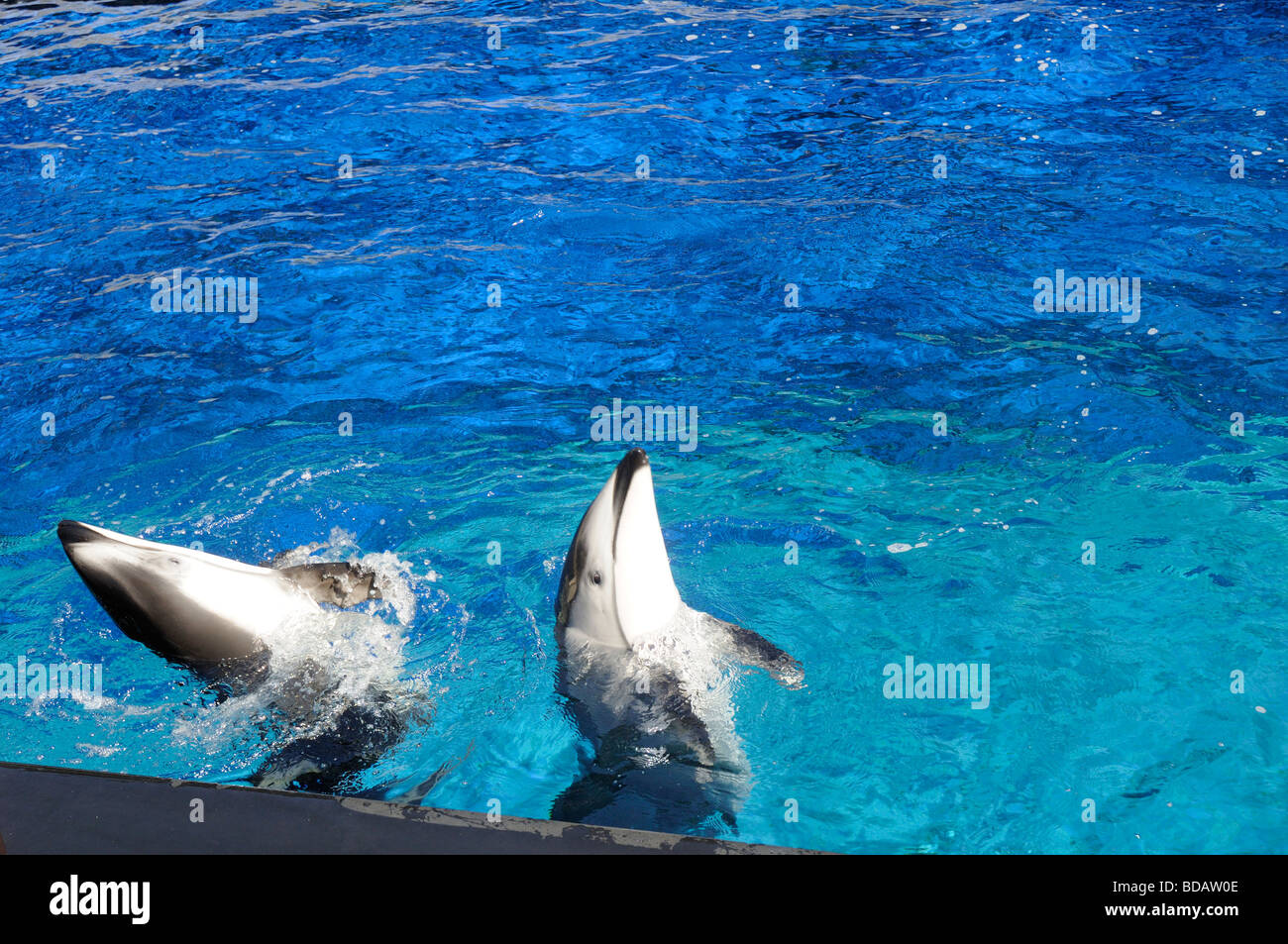 Stunning dolphin display at the Vancouver Aquarium in Stanley Park ...