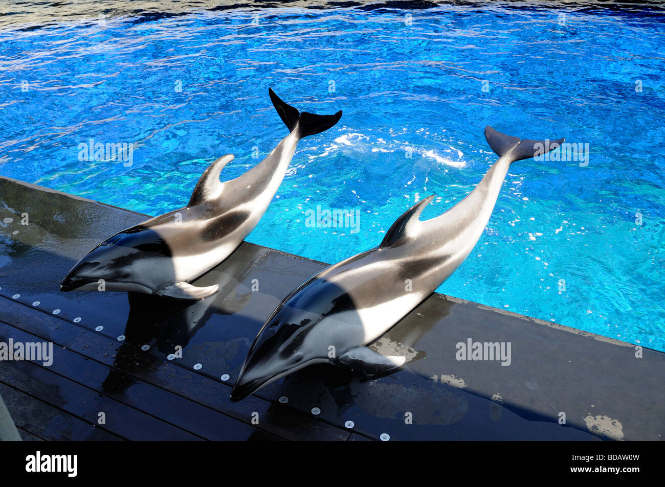 Stunning dolphin display at the Vancouver Aquarium in Stanley Park ...