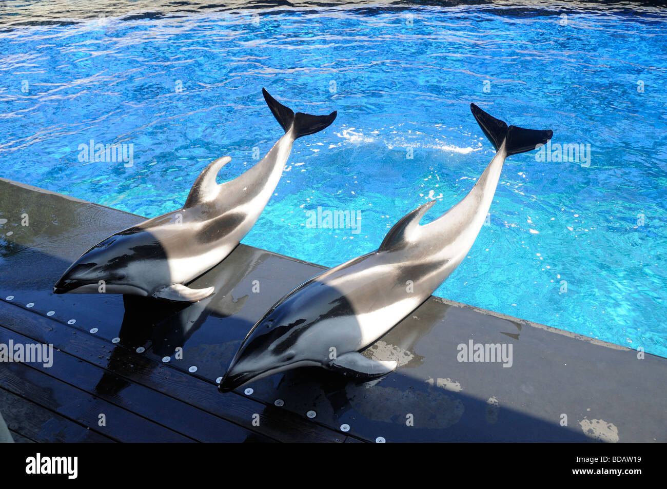 Stunning dolphin display at the Vancouver Aquarium in Stanley Park ...