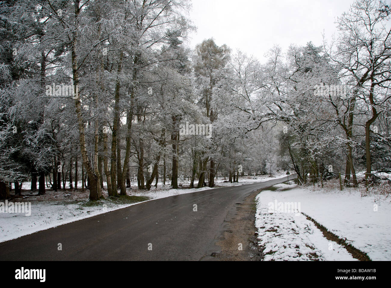 New forest snow hi-res stock photography and images - Alamy