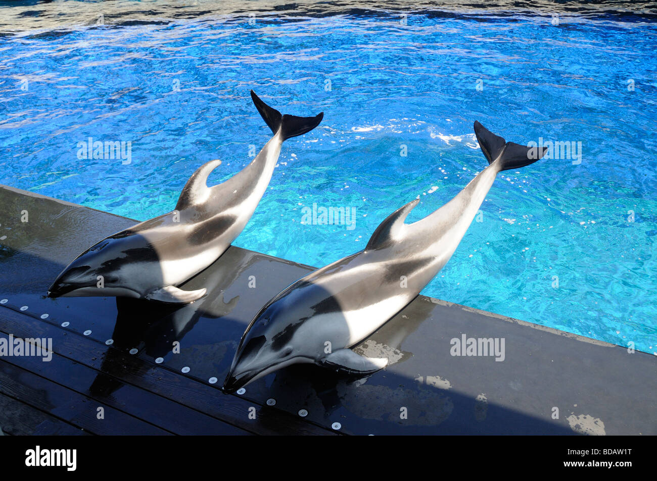 Stunning dolphin display at the Vancouver Aquarium in Stanley Park ...