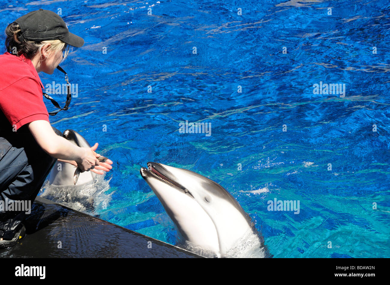Stunning dolphin display at the Vancouver Aquarium in Stanley Park ...