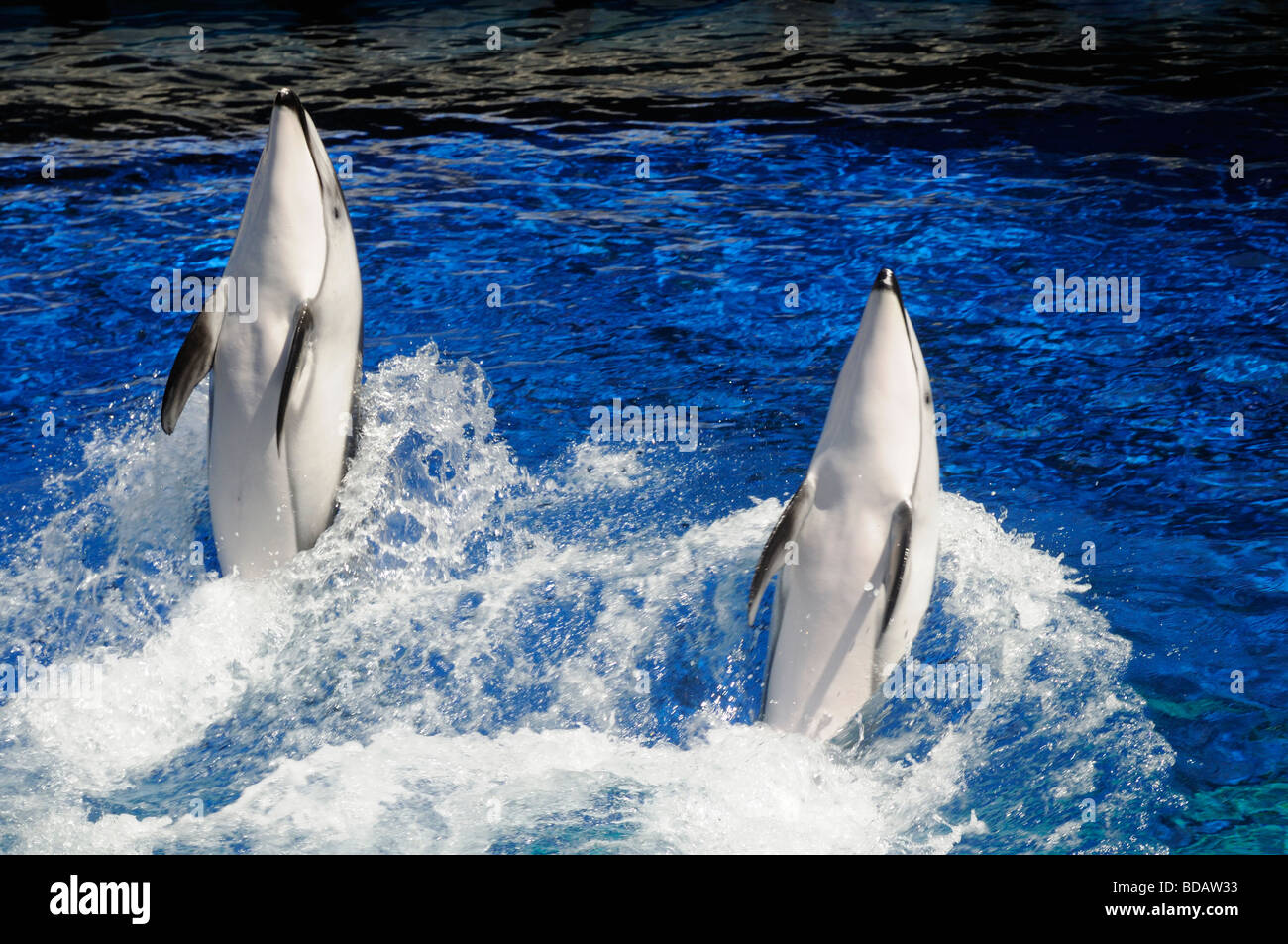 Stunning dolphin display at the Vancouver Aquarium in Stanley Park ...