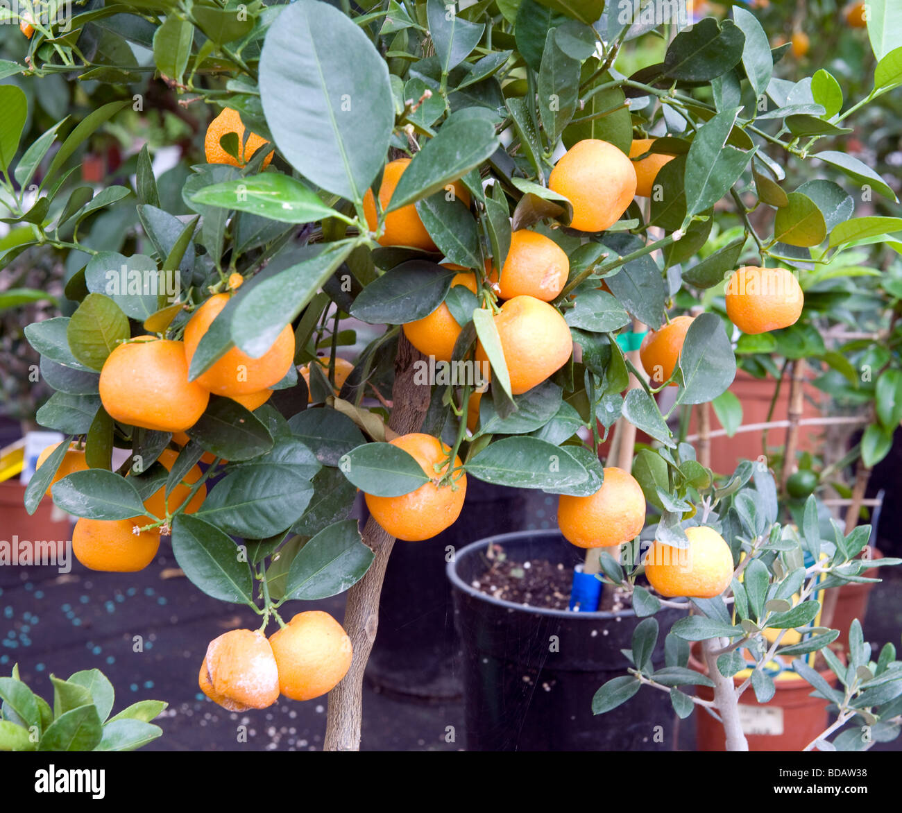 Miniature fruit hi-res stock photography and images - Alamy