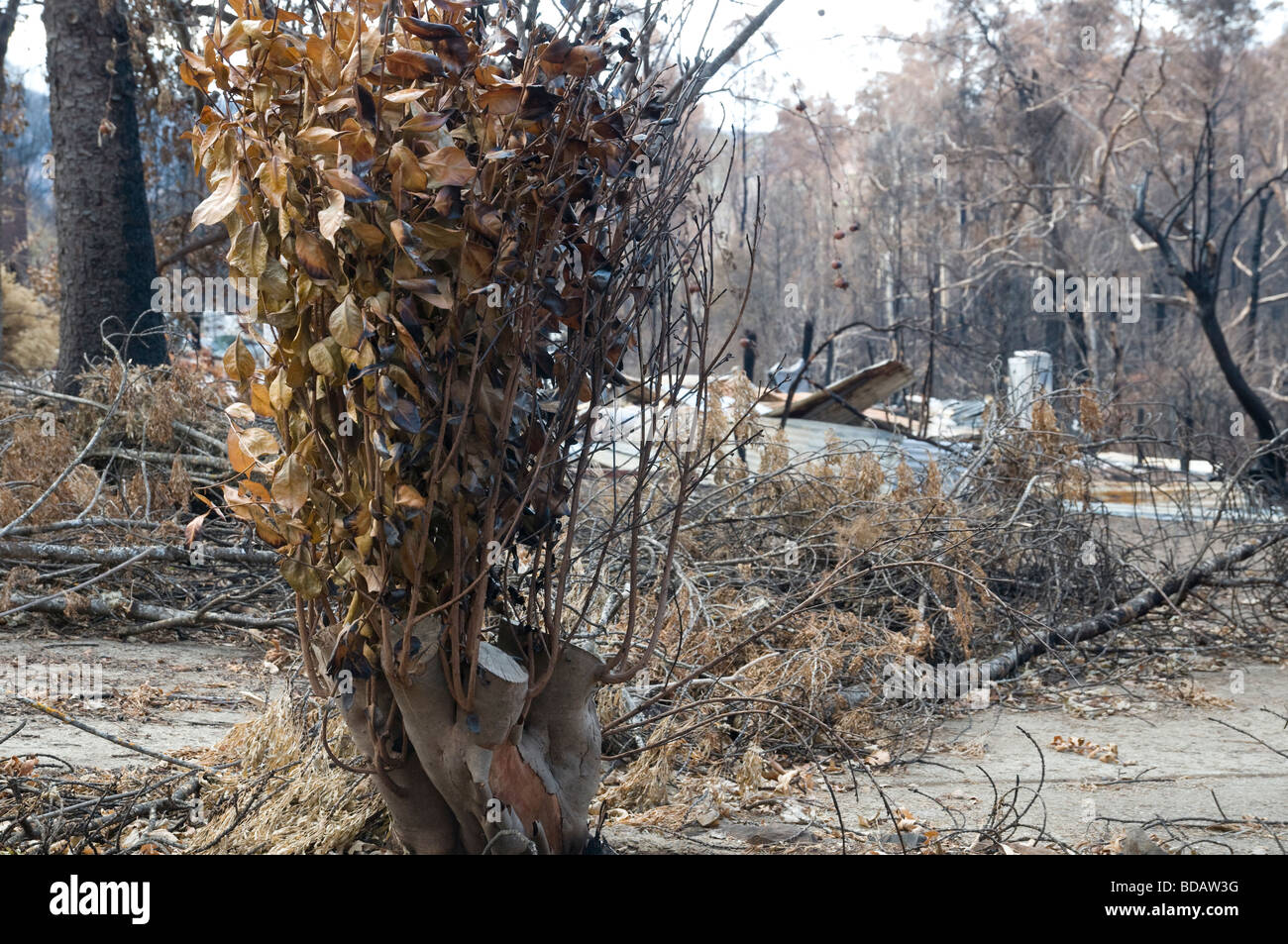 Devastation after bushfires Stock Photo - Alamy
