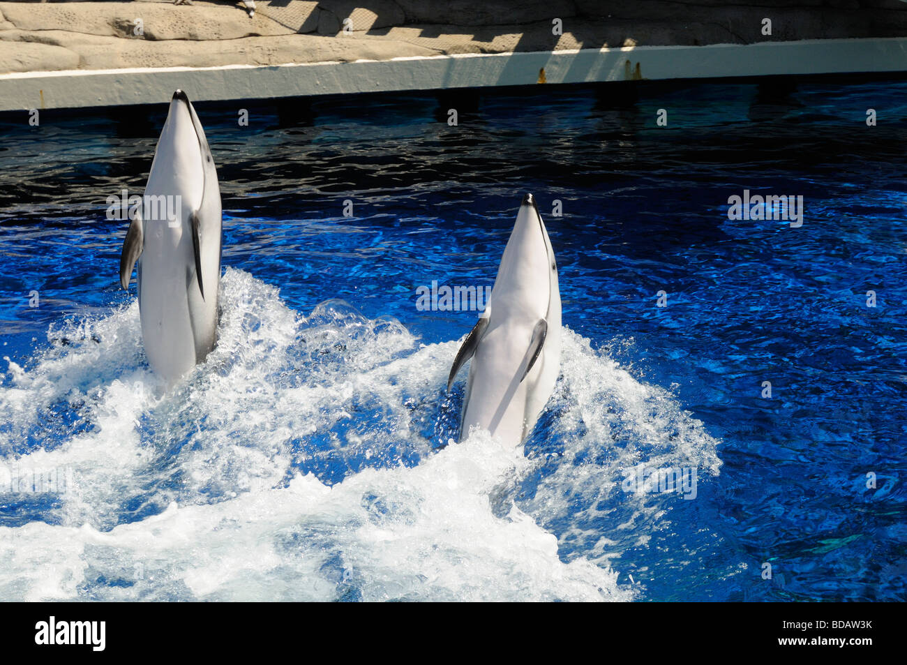 Stunning dolphin display at the Vancouver Aquarium in Stanley Park ...