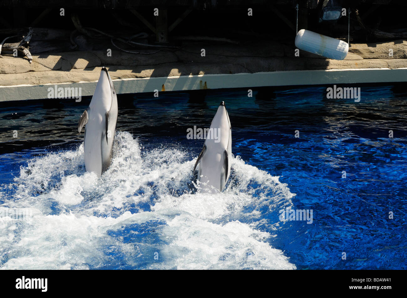 Stunning dolphin display at the Vancouver Aquarium in Stanley Park ...
