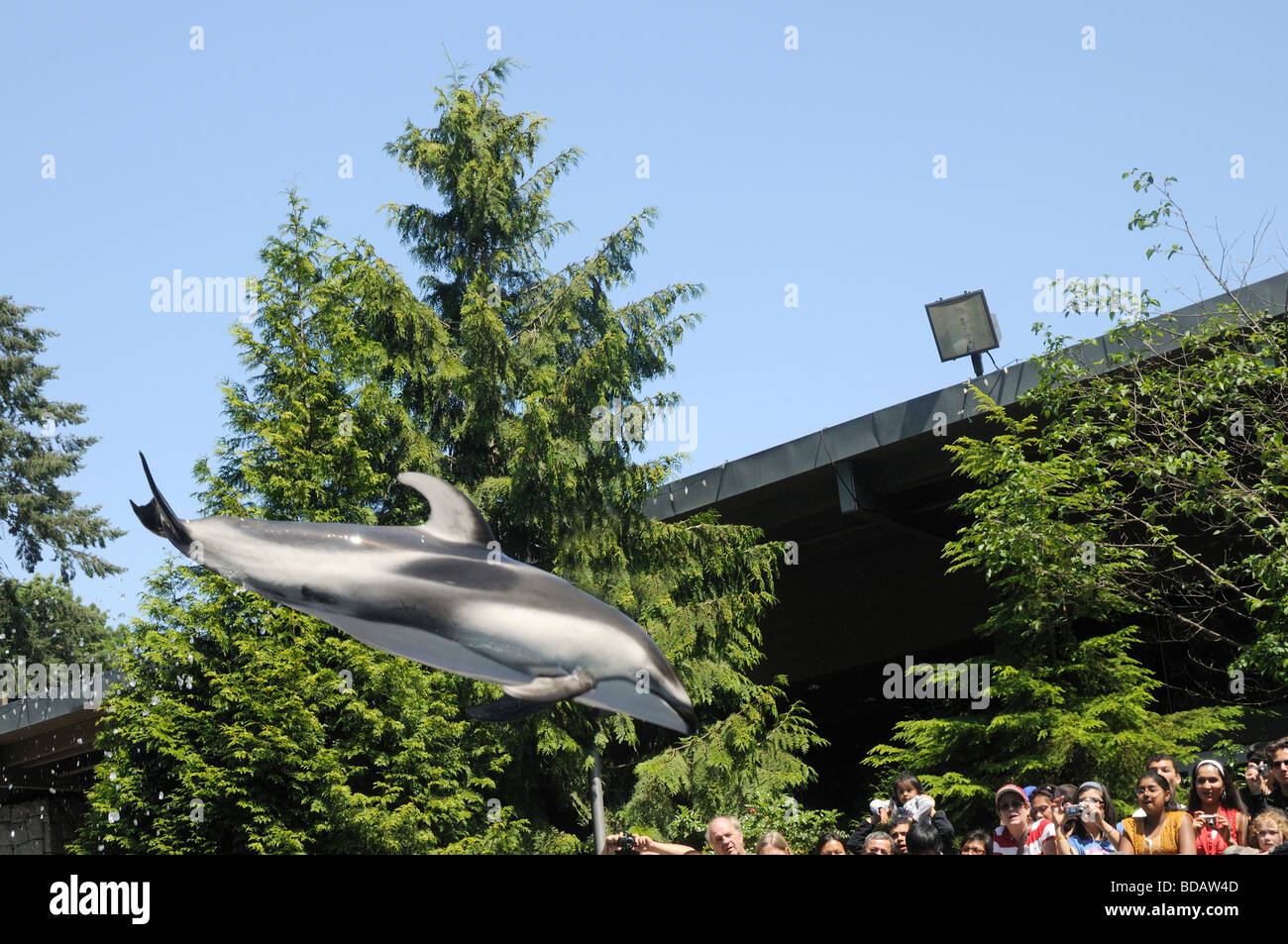 Stunning dolphin display at the Vancouver Aquarium in Stanley Park ...