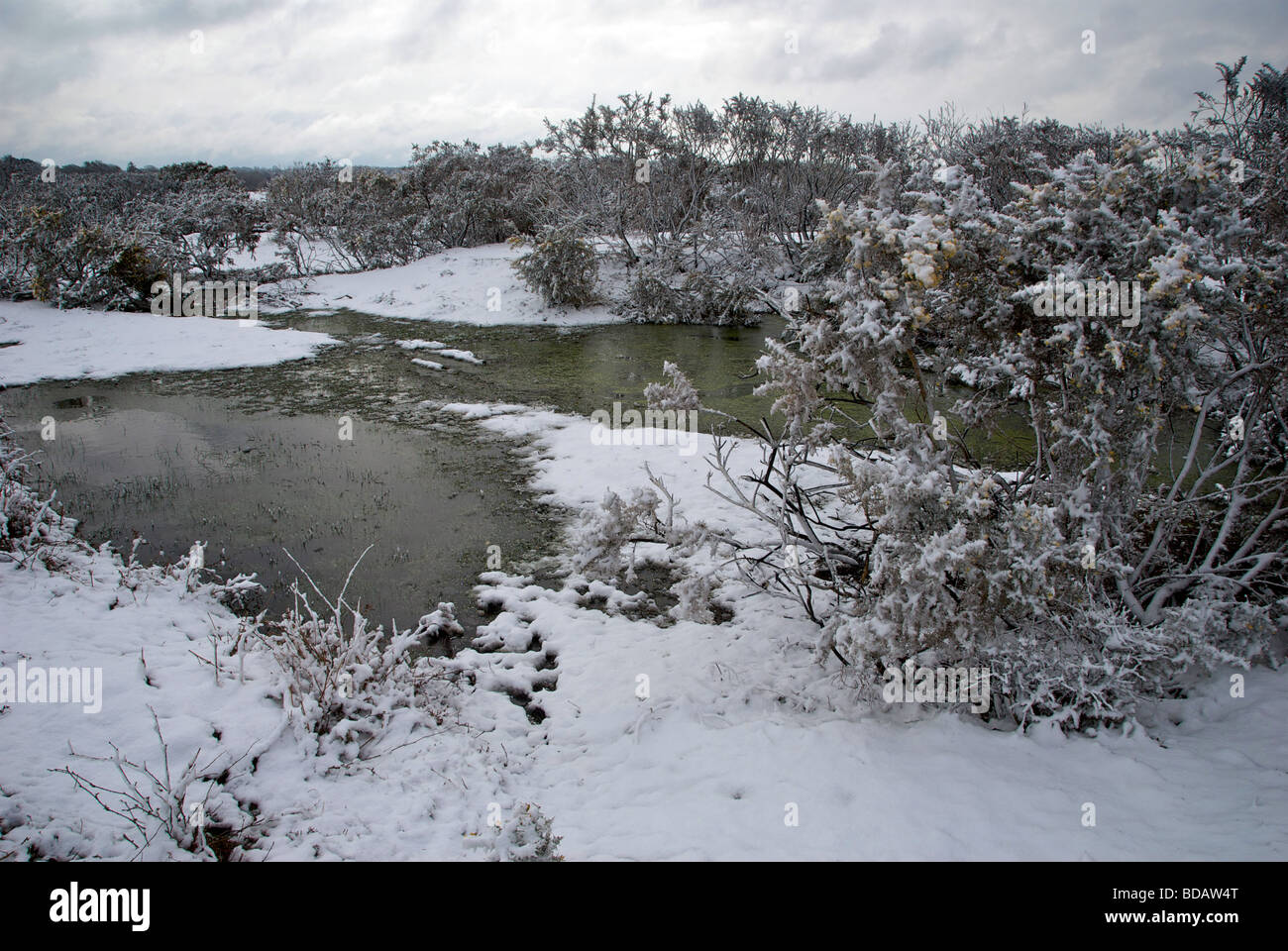 New Forest Snow Hampshire UK Stock Photo - Alamy