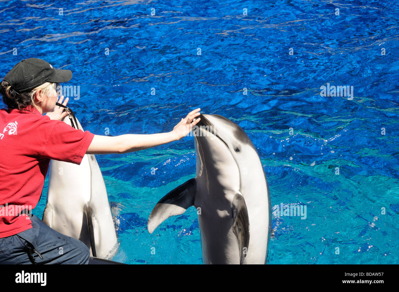 Stunning dolphin display at the Vancouver Aquarium in Stanley Park ...