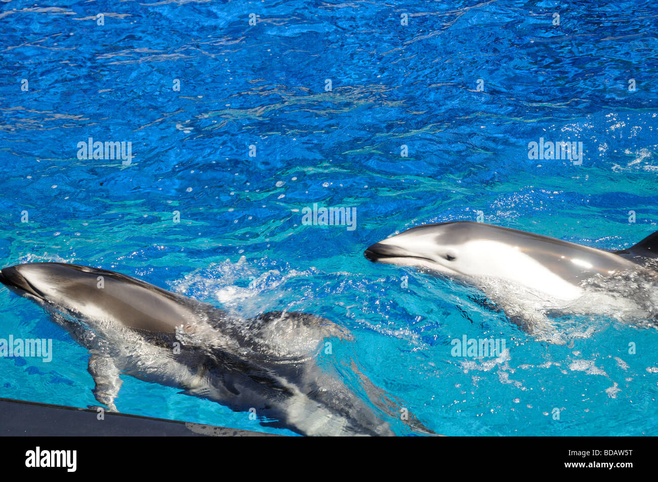 Stunning dolphin display at the Vancouver Aquarium in Stanley Park ...