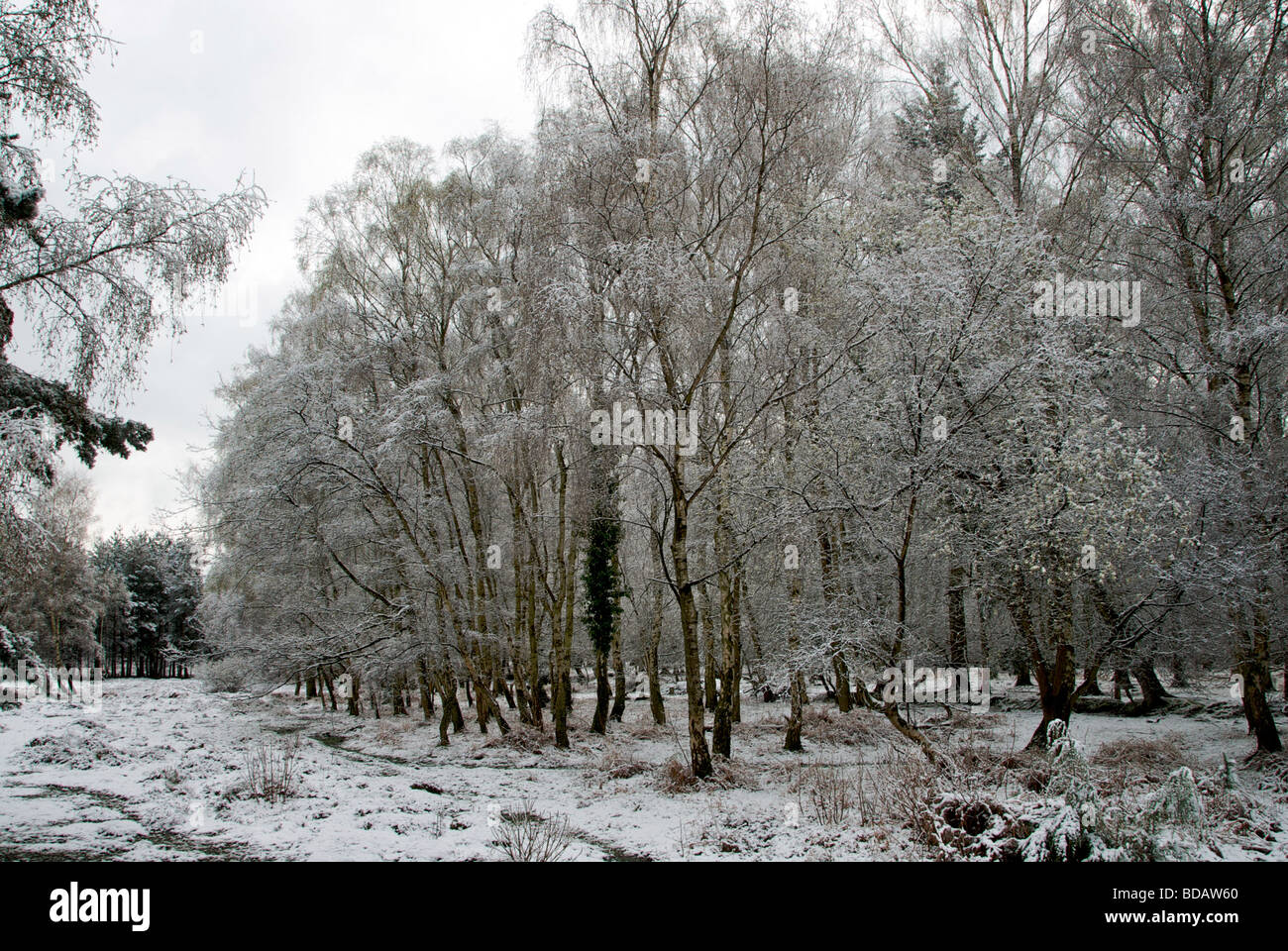 New Forest Snow Hampshire UK Stock Photo - Alamy