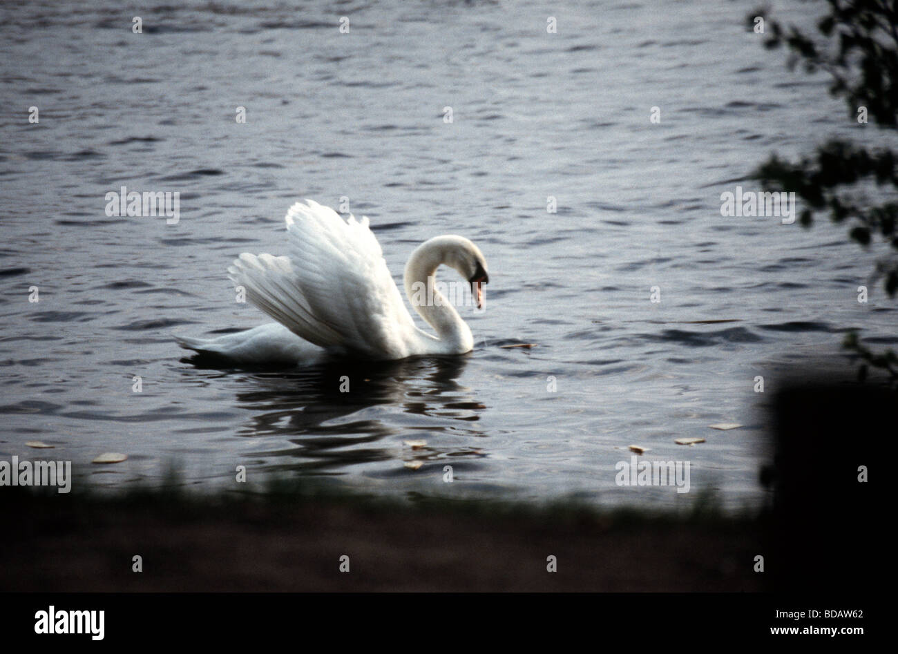 Swan,Swan, bird, birds, water, swimming pool, lake,horizontal Stock ...
