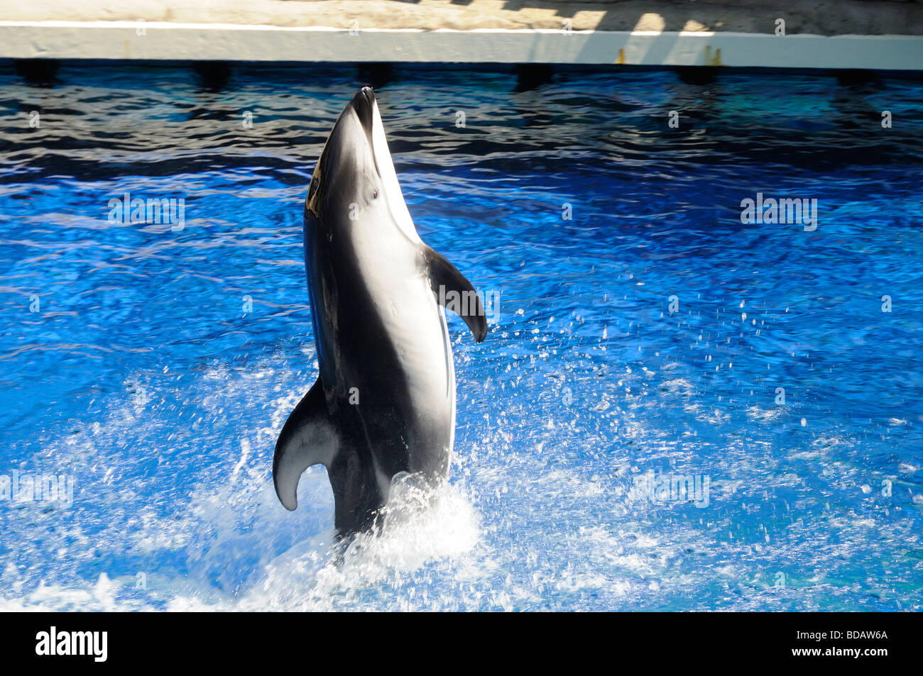 Stunning dolphin display at the Vancouver Aquarium in Stanley Park ...