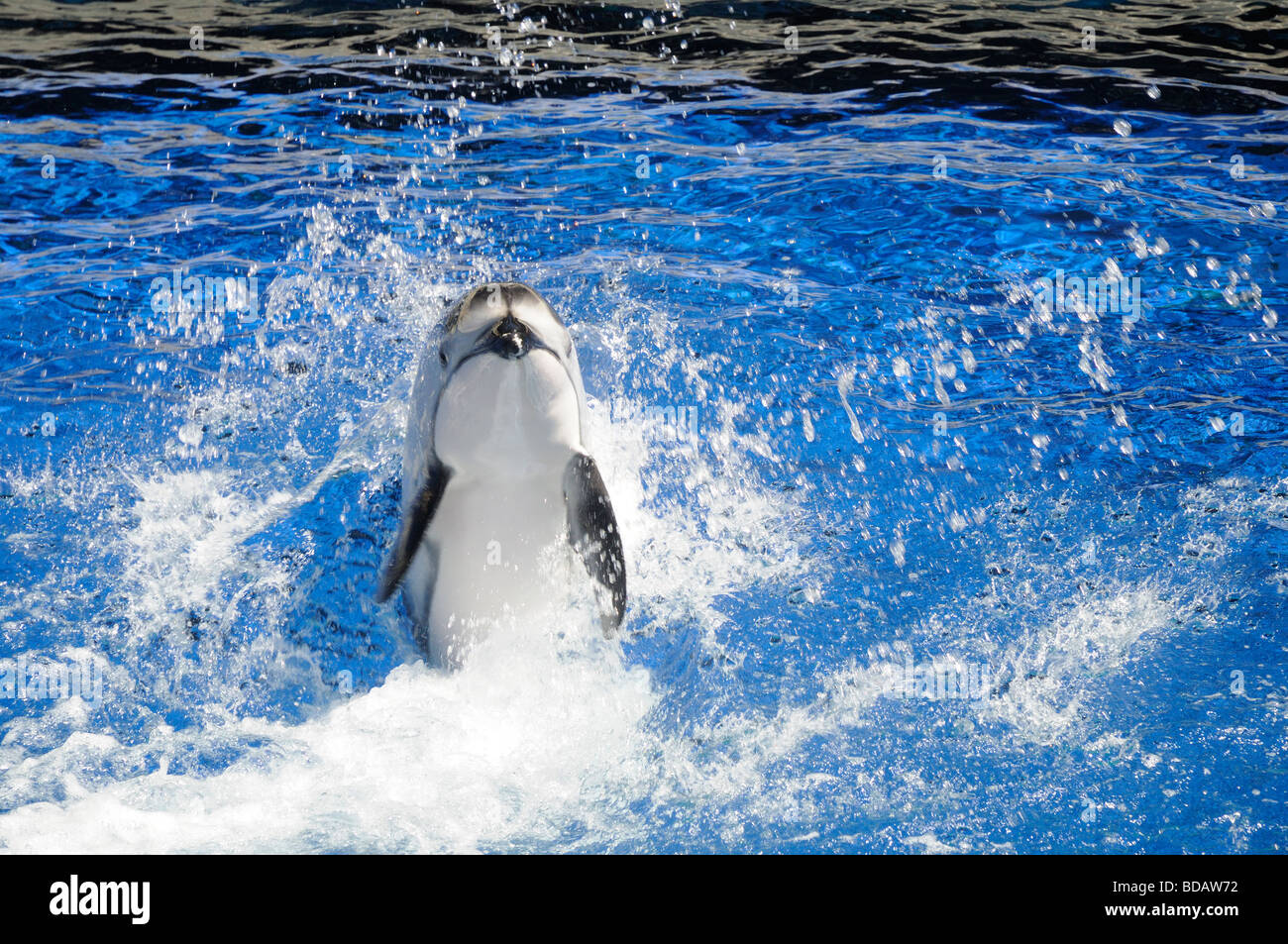 Stunning dolphin display at the Vancouver Aquarium in Stanley Park ...