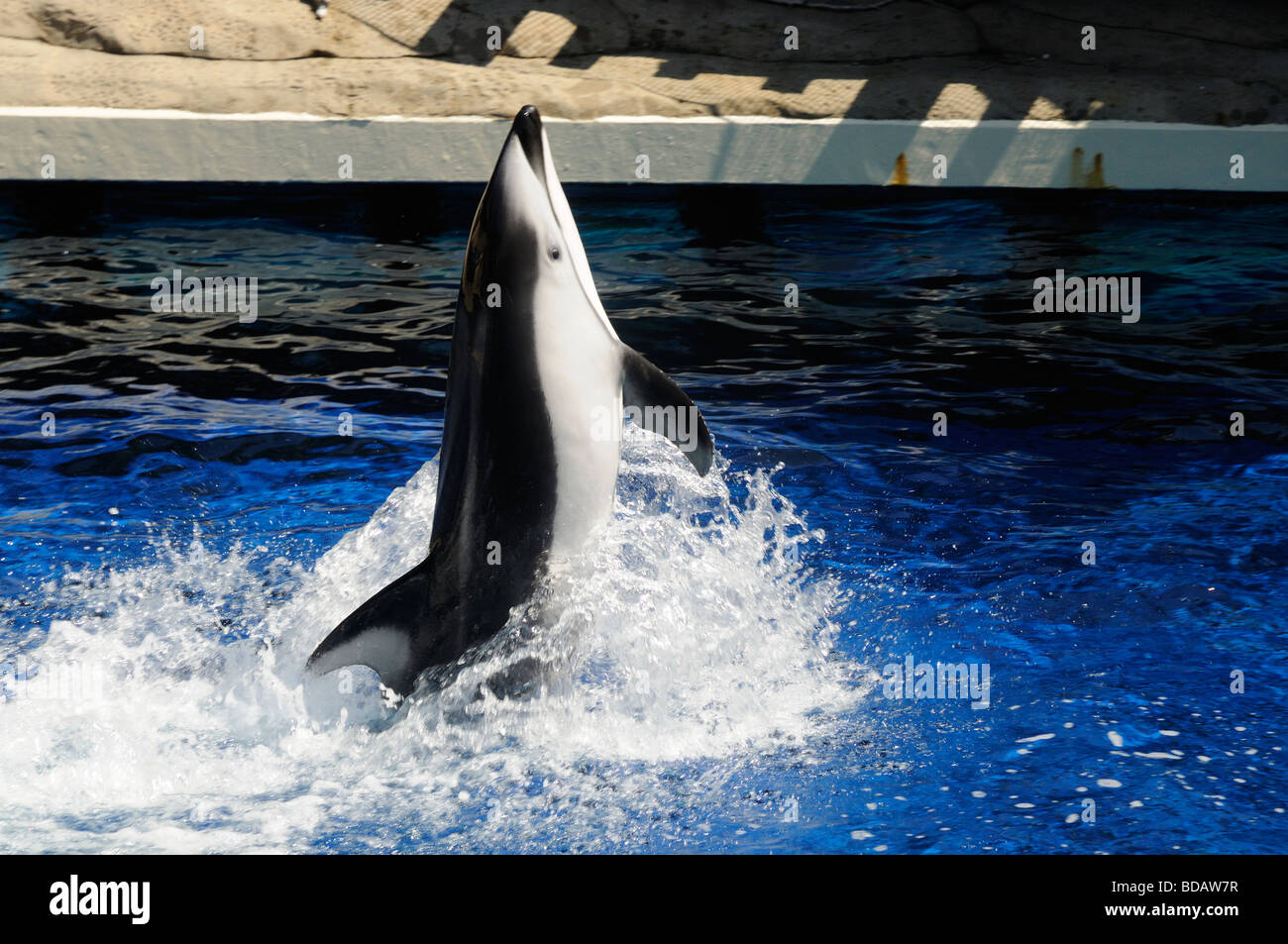 Stunning dolphin display at the Vancouver Aquarium in Stanley Park ...