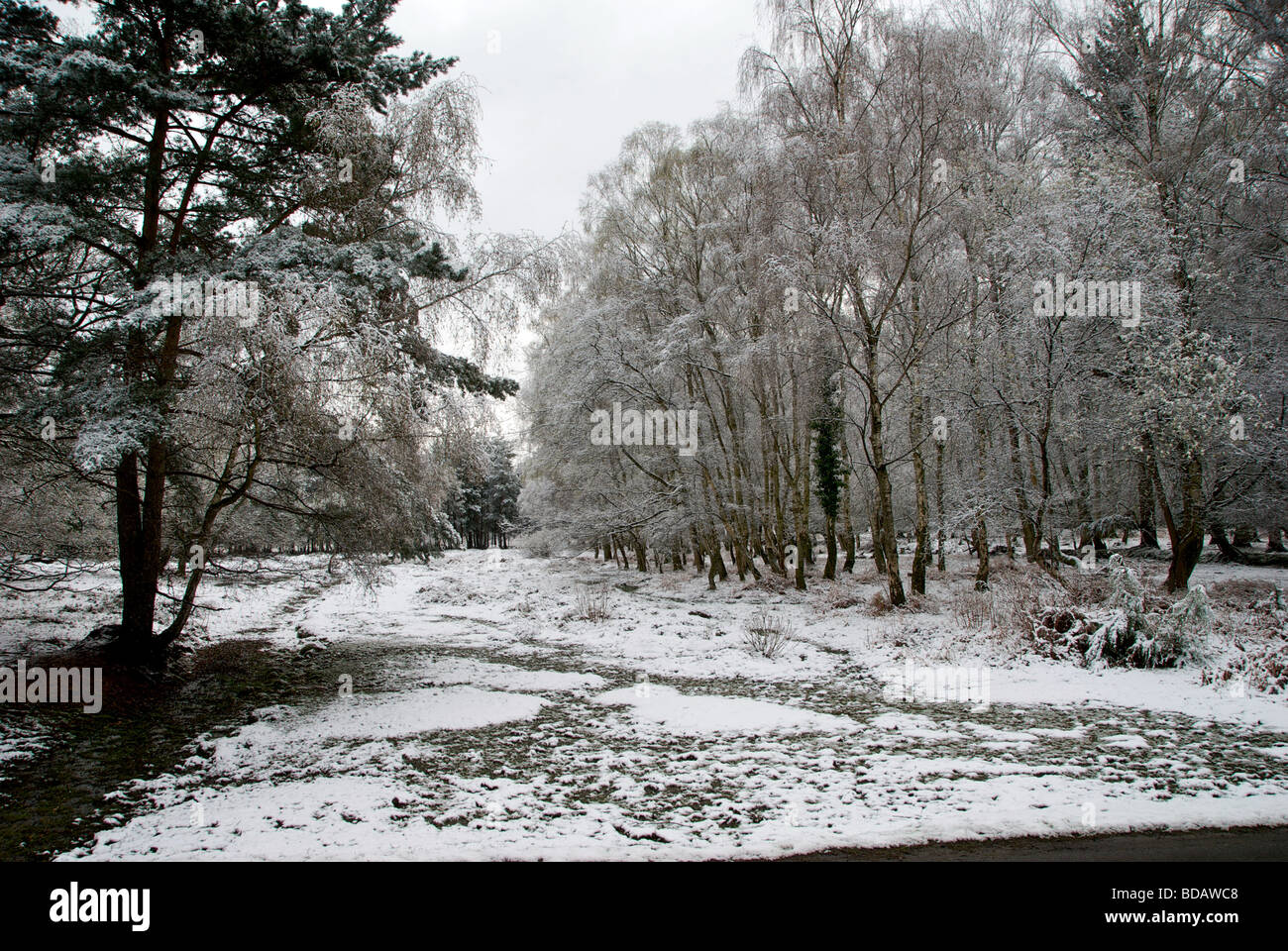 New Forest Snow Hampshire UK Stock Photo - Alamy