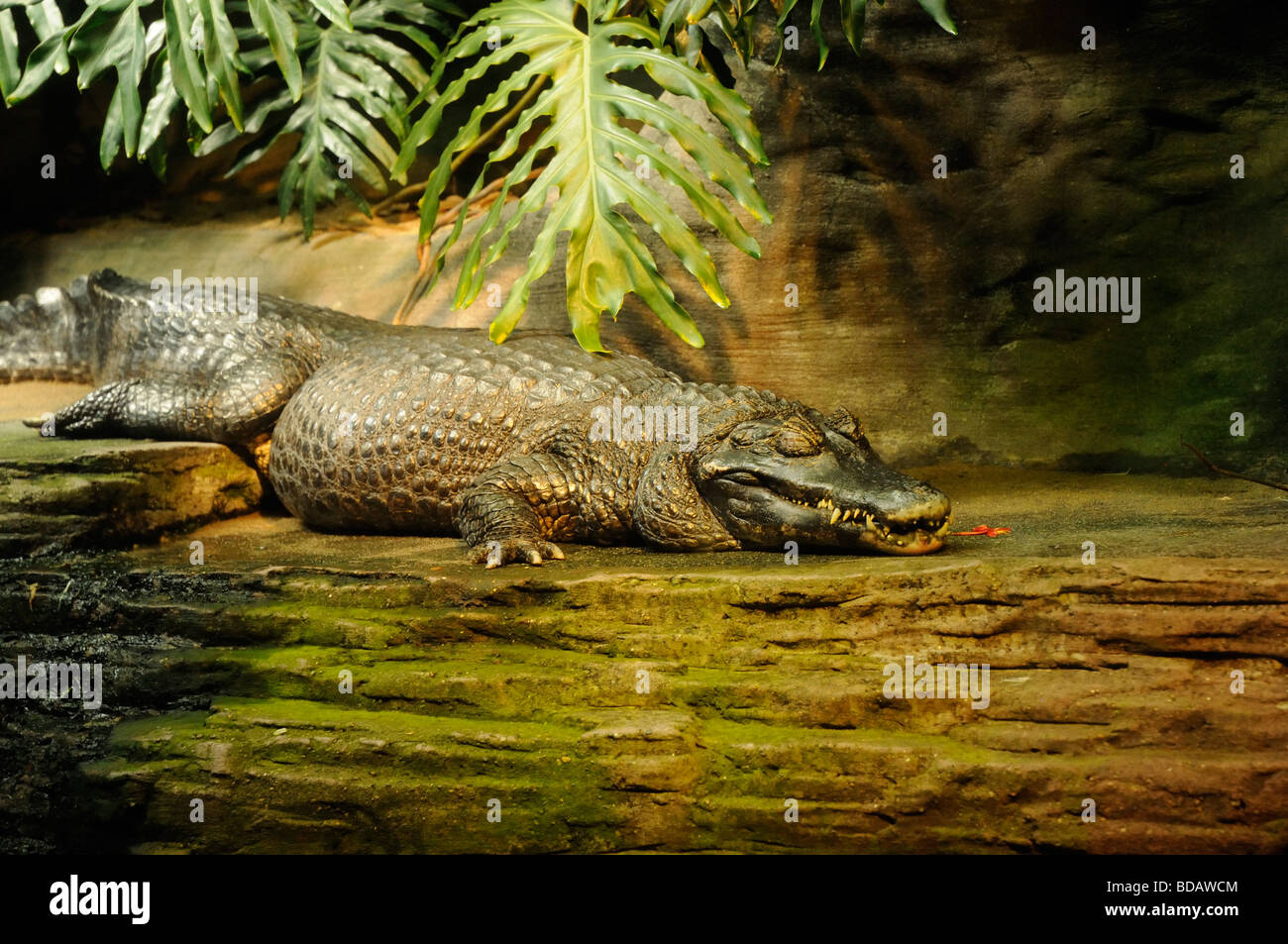 Crocodile at the Vancouver Aquarium in Stanley Park, Vancouver Canada ...