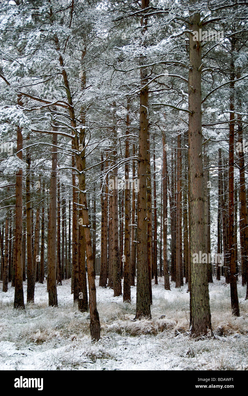 New Forest Snow Hampshire UK Stock Photo - Alamy