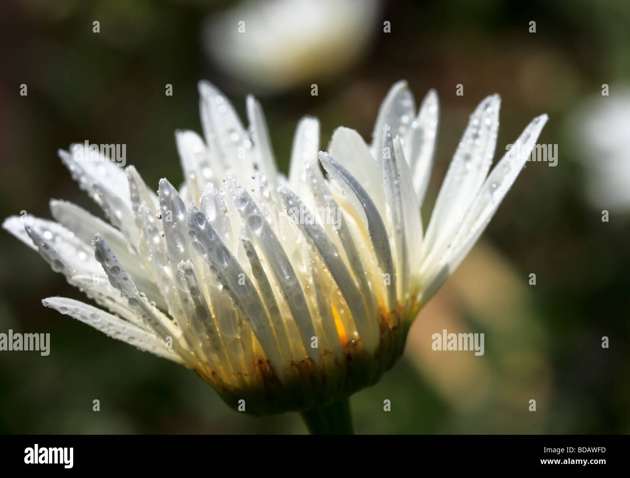 Daisy with dew hi-res stock photography and images - Alamy