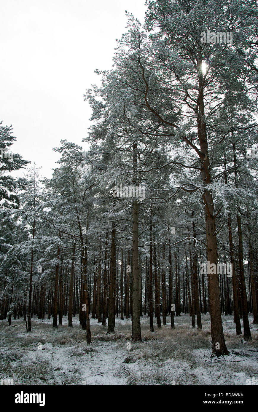 New Forest Snow Hampshire UK Stock Photo - Alamy