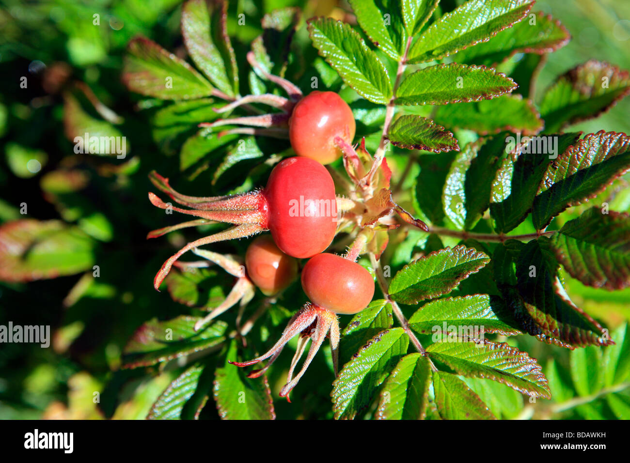 Hips and haws hi-res stock photography and images - Alamy