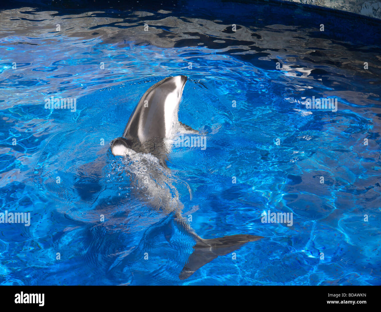 Amazing Dolphin display at the Vancouver Aquarium in Stanley Park ...