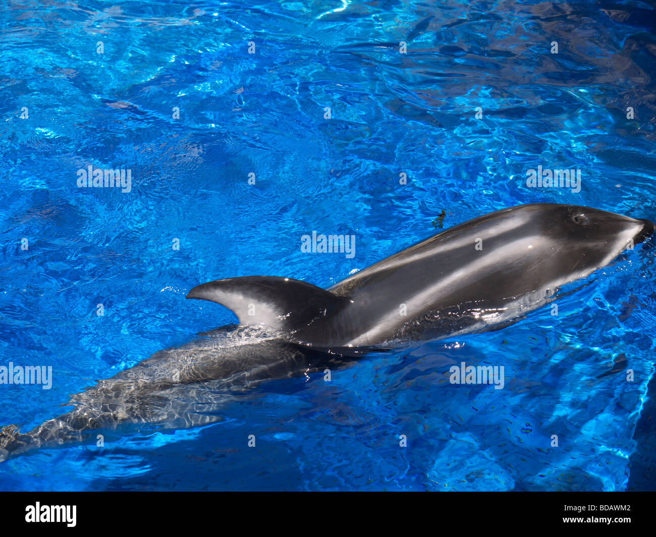 Amazing Dolphin display at the Vancouver Aquarium in Stanley Park ...