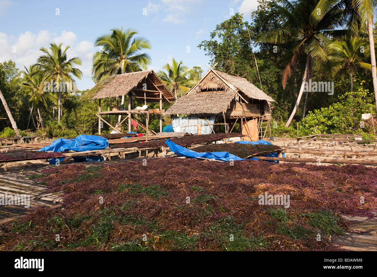 Indonesia Sulawesi Buton Labundo Bundo coastal seaweed drying business ...