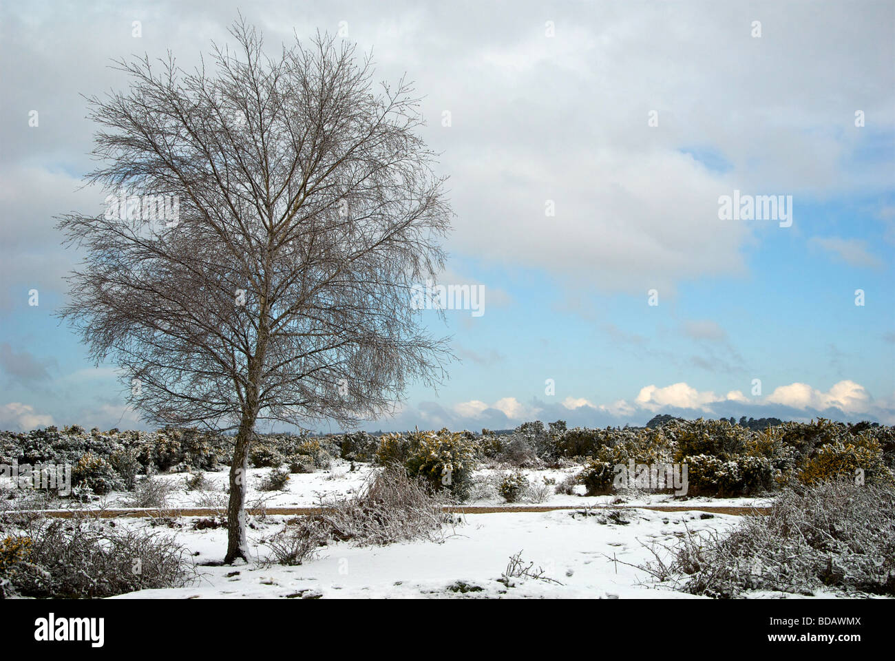 New Forest Snow Hampshire UK Stock Photo - Alamy