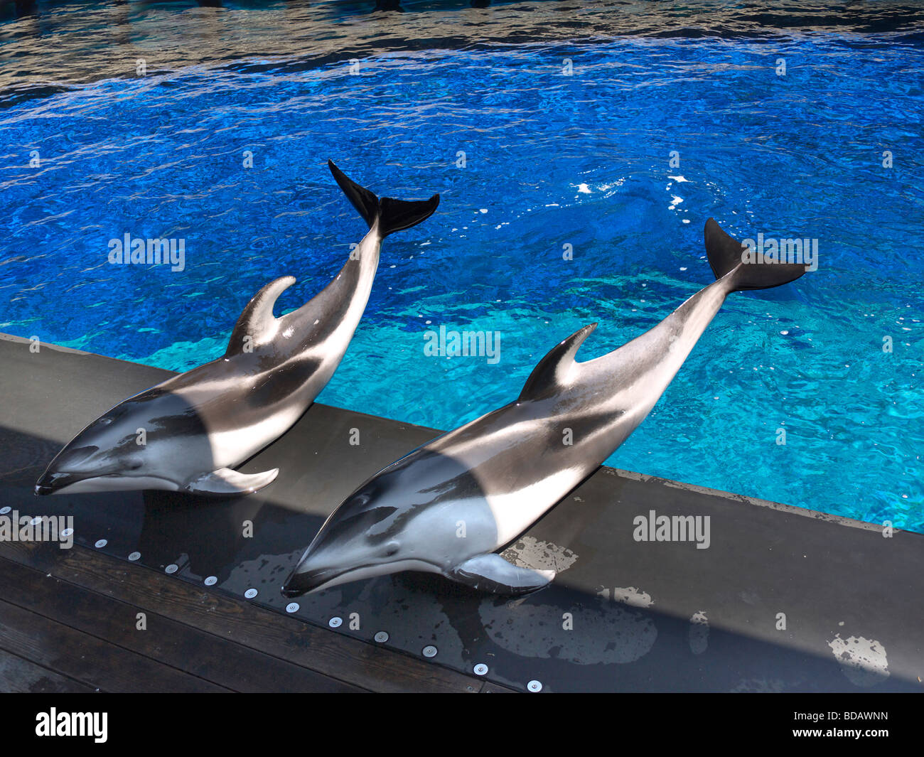 Amazing Dolphin display at the Vancouver Aquarium in Stanley Park ...