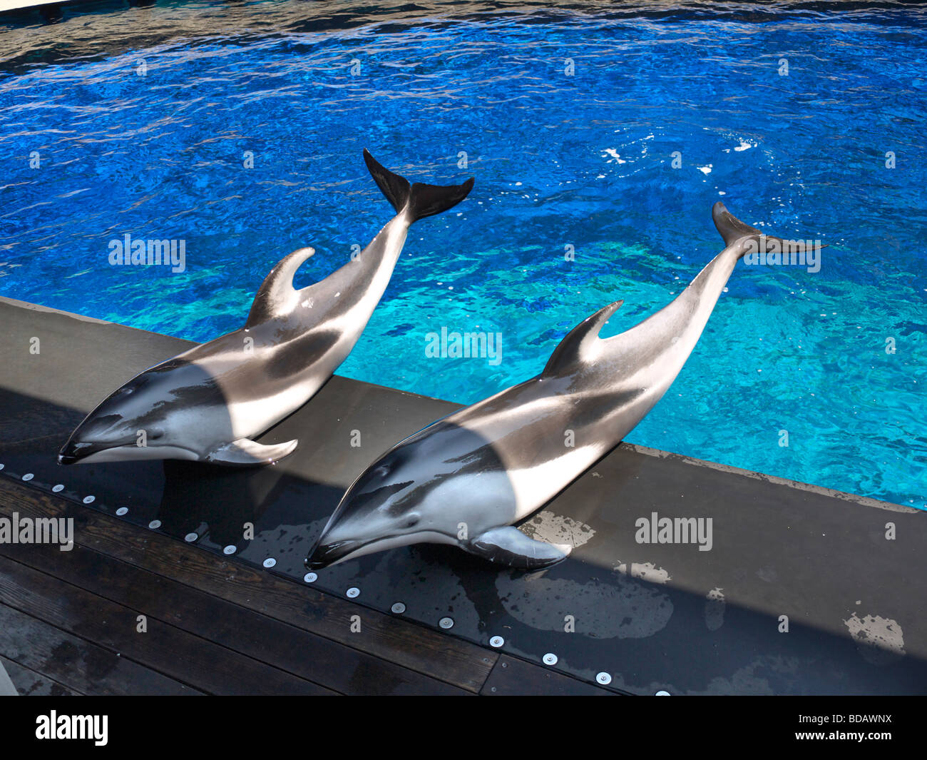 Amazing Dolphin display at the Vancouver Aquarium in Stanley Park ...