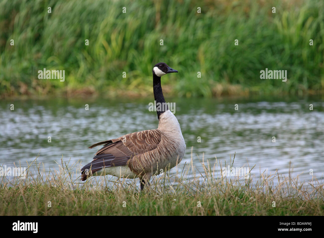 Canada Goose On Riverbank High Resolution Stock Photography and Images ...