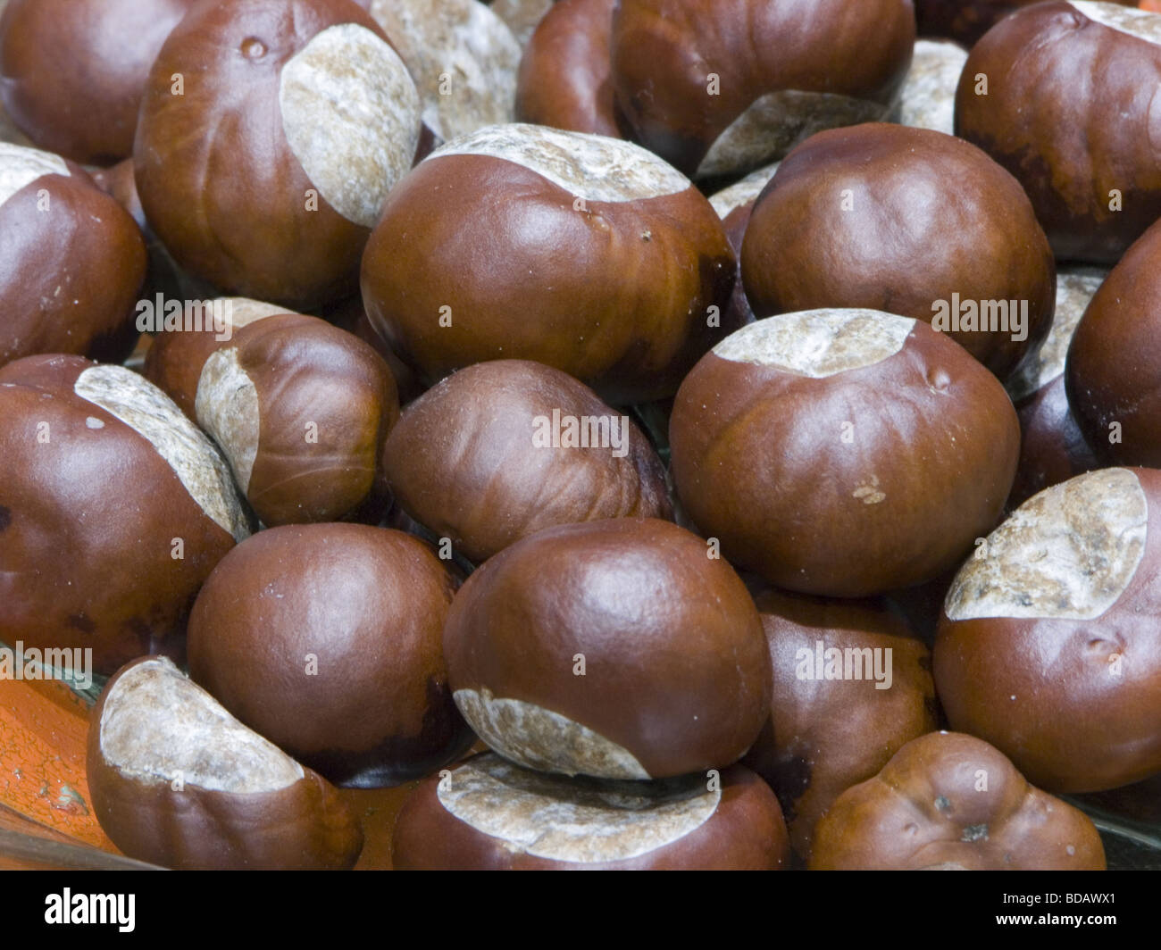 chestnuts,chestnut, chestnuts, fruit, seeds, plant, tree,horizontal ...