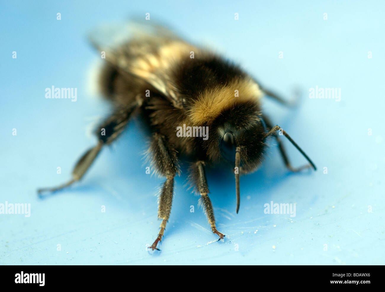 Bumble bee hi-res stock photography and images - Alamy