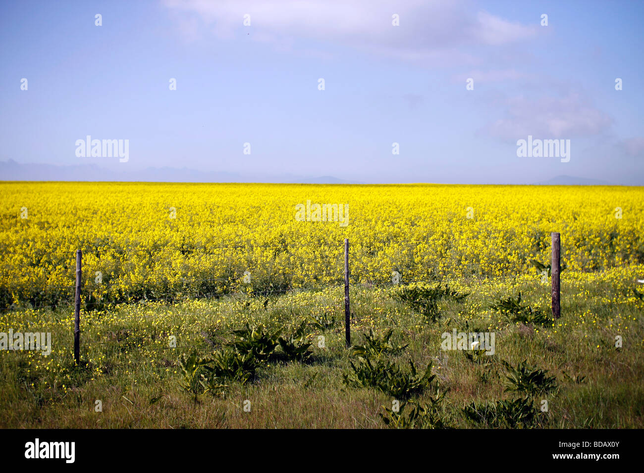 South africa boland hi-res stock photography and images - Alamy