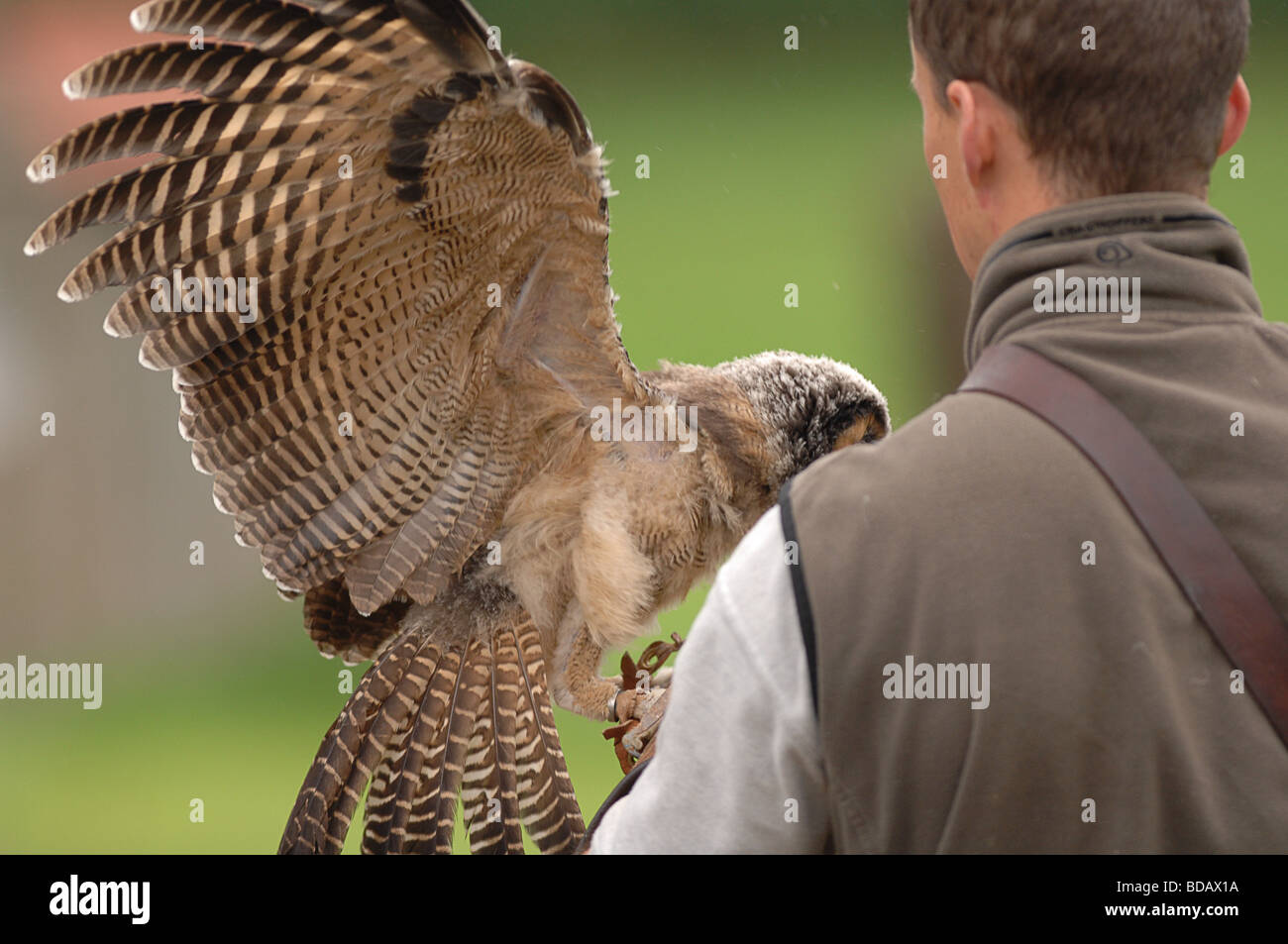 Asian birds of prey hi-res stock photography and images - Alamy
