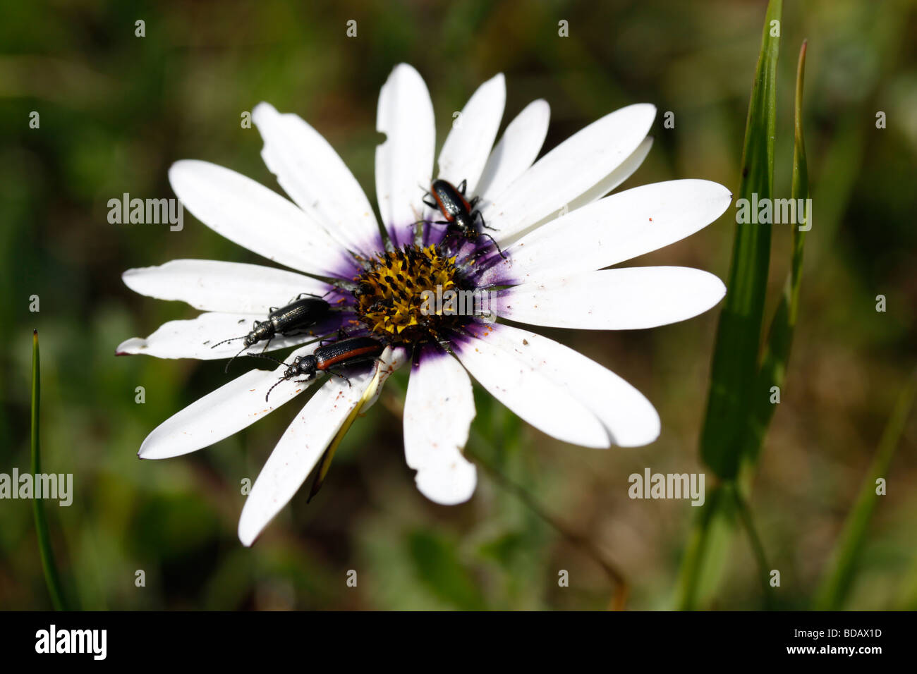 Beetles in snow daisy (Dimorphotheca nudicaulis) in the Tienie Versfeld ...