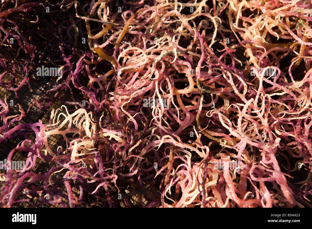 Indonesia Sulawesi Buton Labundo Bundo coastal industry seaweed drying ...