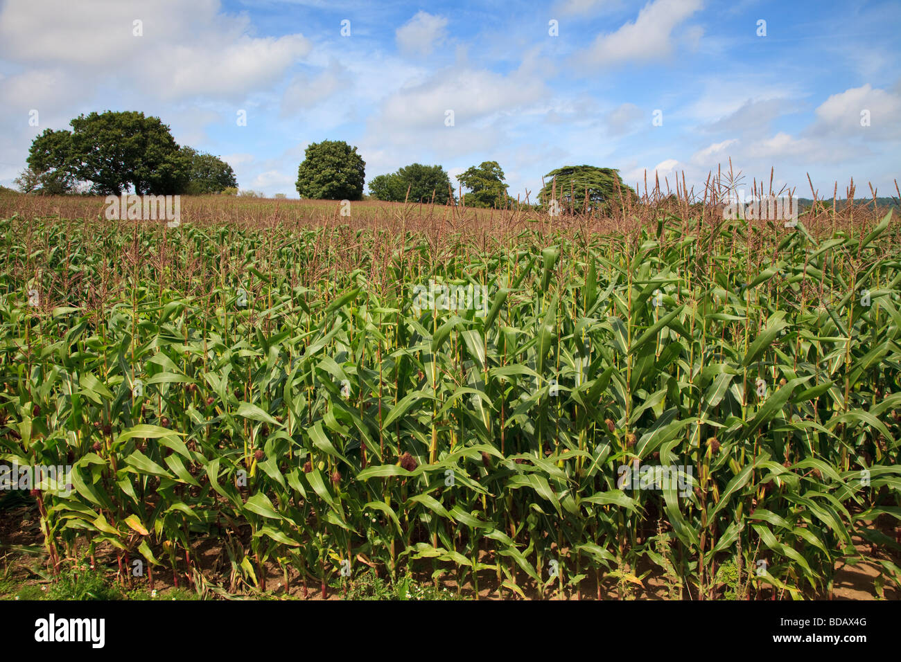 Crop field in west hi-res stock photography and images - Alamy