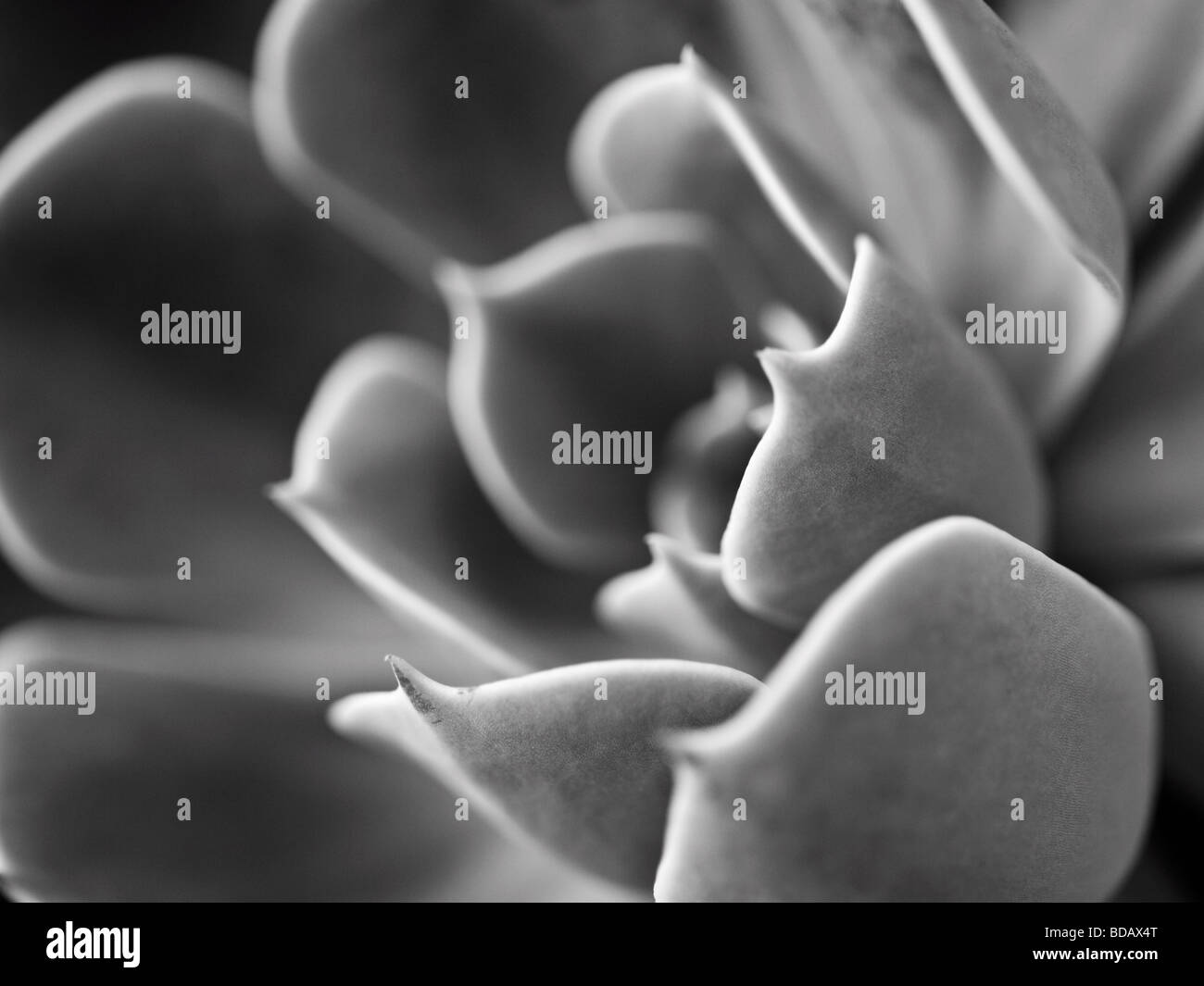 Plant stem closeup Black and White Stock Photos & Images - Alamy