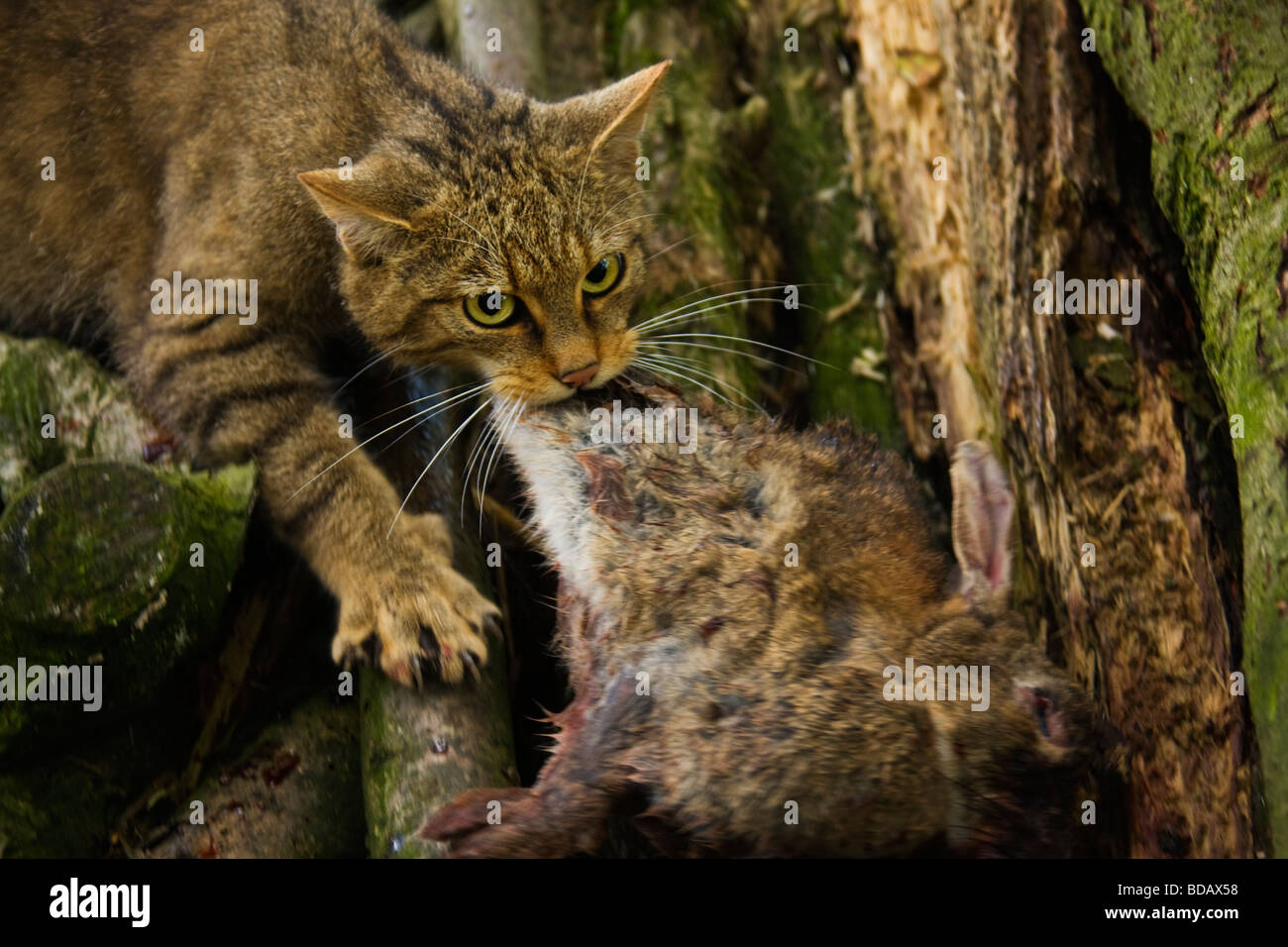 Scottish wildcat hi-res stock photography and images - Alamy