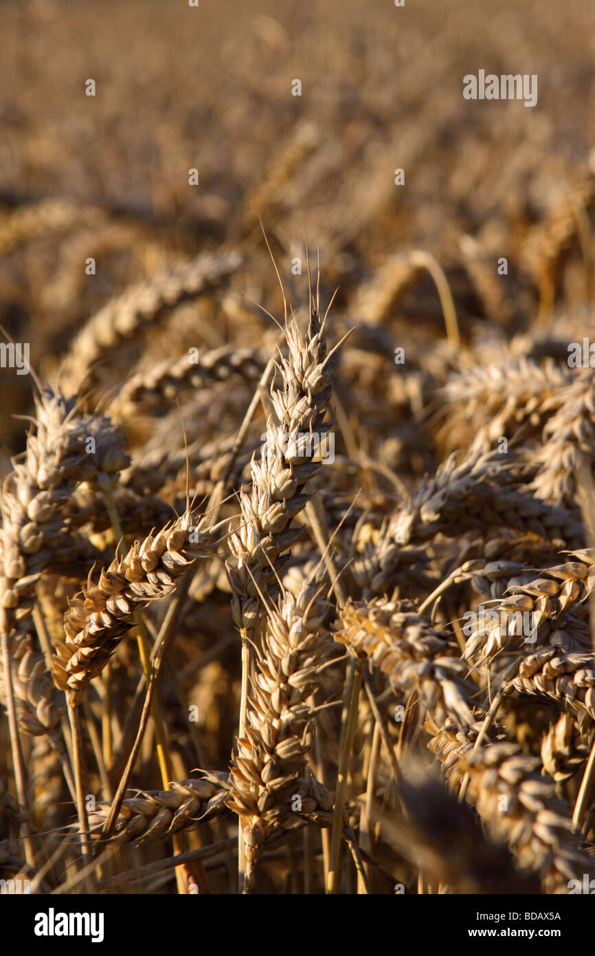 Wheat Husk Stock Photos & Wheat Husk Stock Images - Alamy