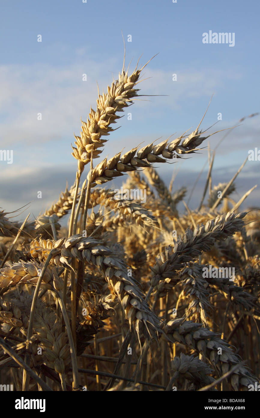 Durhum wheat hi-res stock photography and images - Alamy